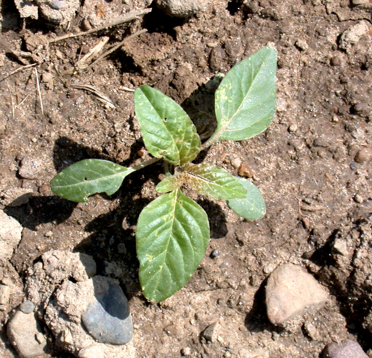 Pigweeds - SARE