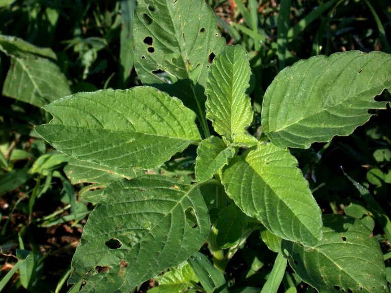 Pigweeds - SARE