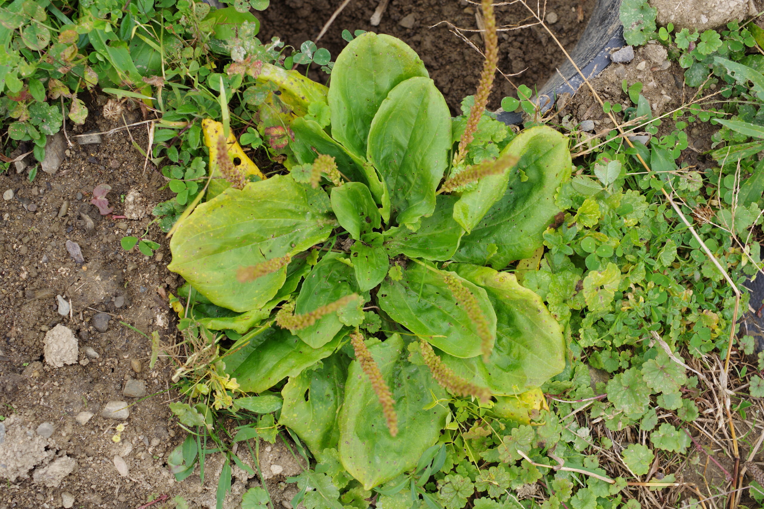 Plantain Plant