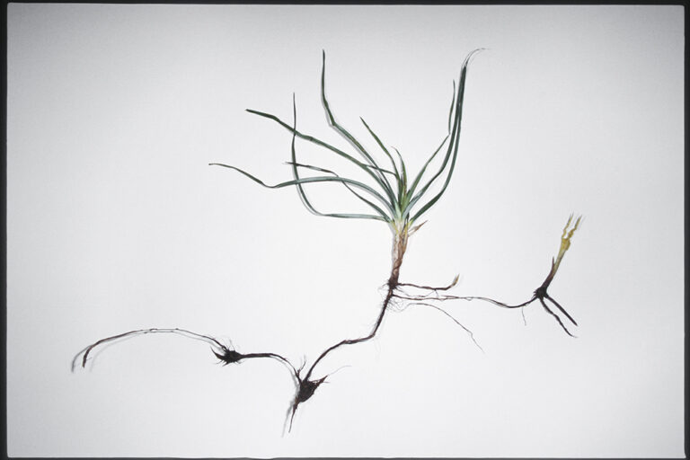 Purple Nutsedge - SARE