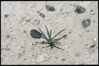 Russian-Thistle - SARE