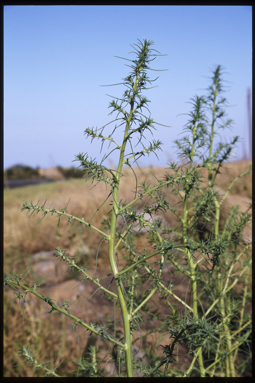 Russian-Thistle - SARE