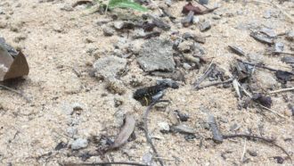 Macrofauna » Insects » Ants, Bees and Wasps - SARE