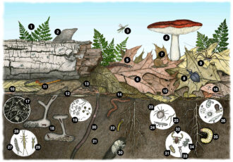 Our Living Soil - SARE