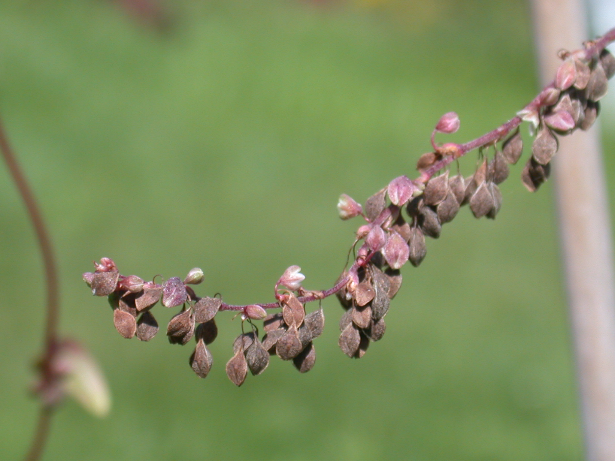 Wild Buckwheat - SARE
