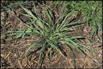 Wild Oat - SARE
