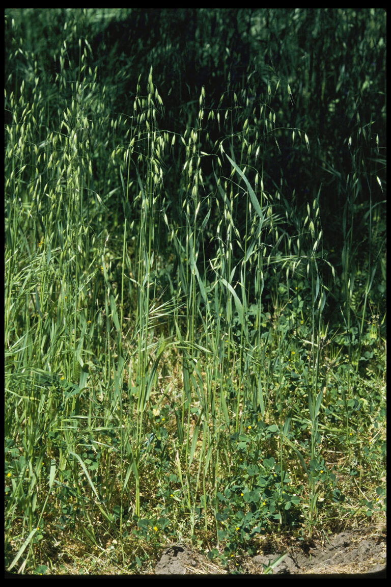 Wild Oat - SARE