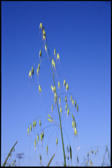 Wild Oat - SARE