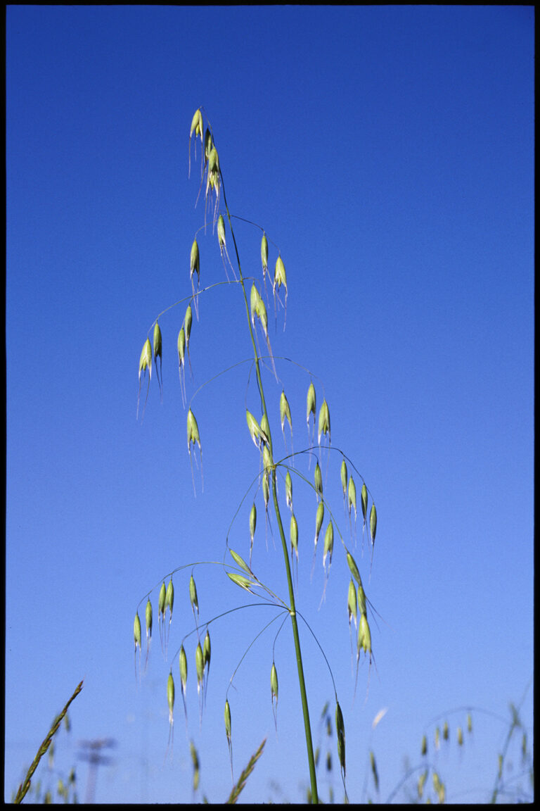 Wild Oat - SARE