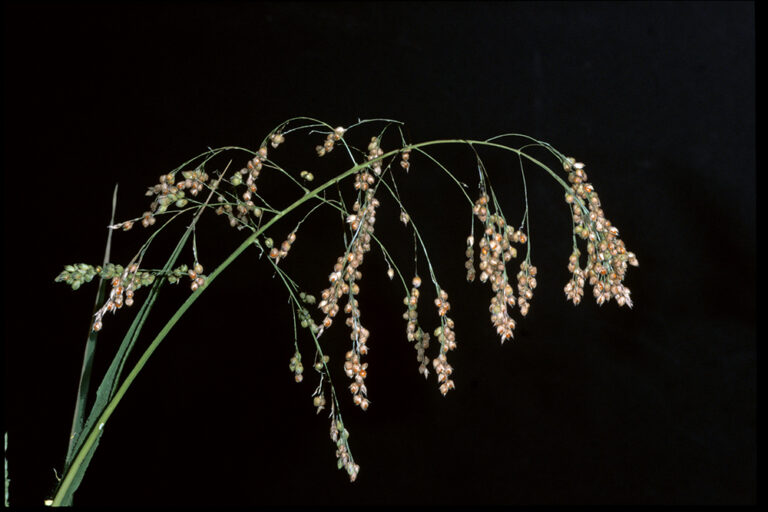 Wild-Proso Millet - SARE