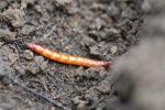 Macrofauna » Insects » Beetles - SARE